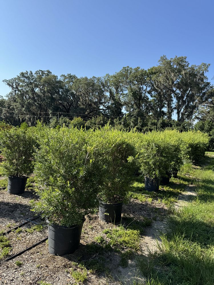 Ocala Tree Farm | plantANT.com