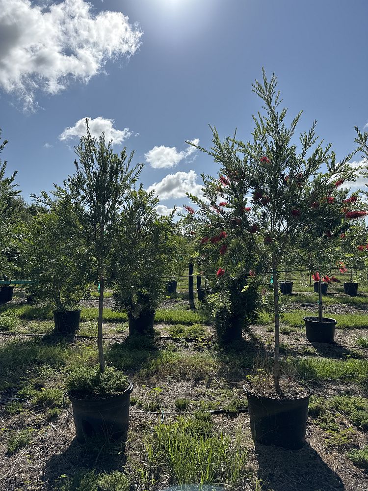Ocala Tree Farm | plantANT.com