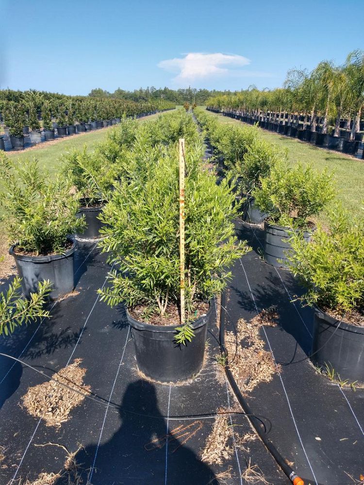 REC Nursery | plantANT.com