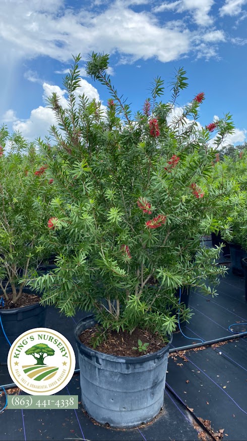 King's Nursery LLC | plantANT.com