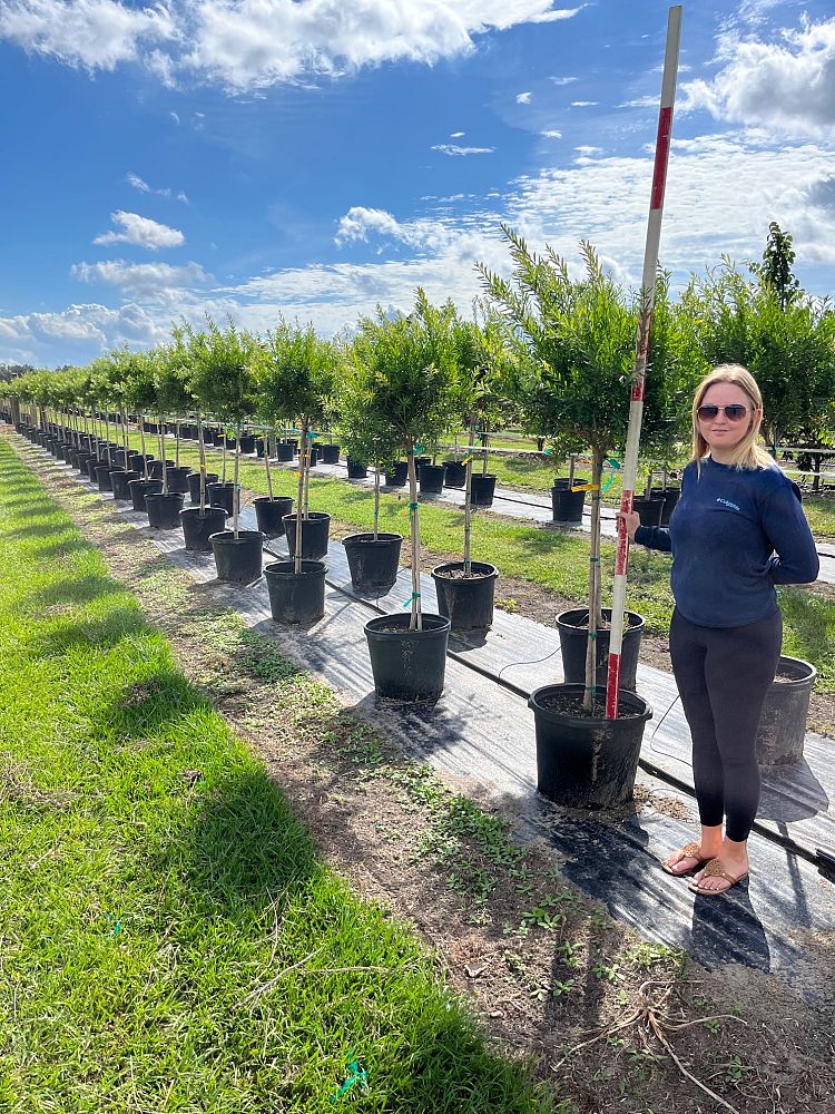 1D Tree Farm, Inc. | plantANT.com