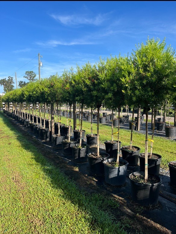 1D Tree Farm, Inc. | plantANT.com