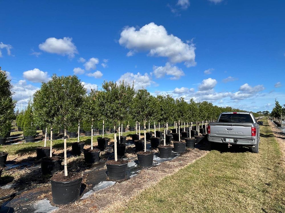 Becker Tree Farm & Nursery | plantANT.com