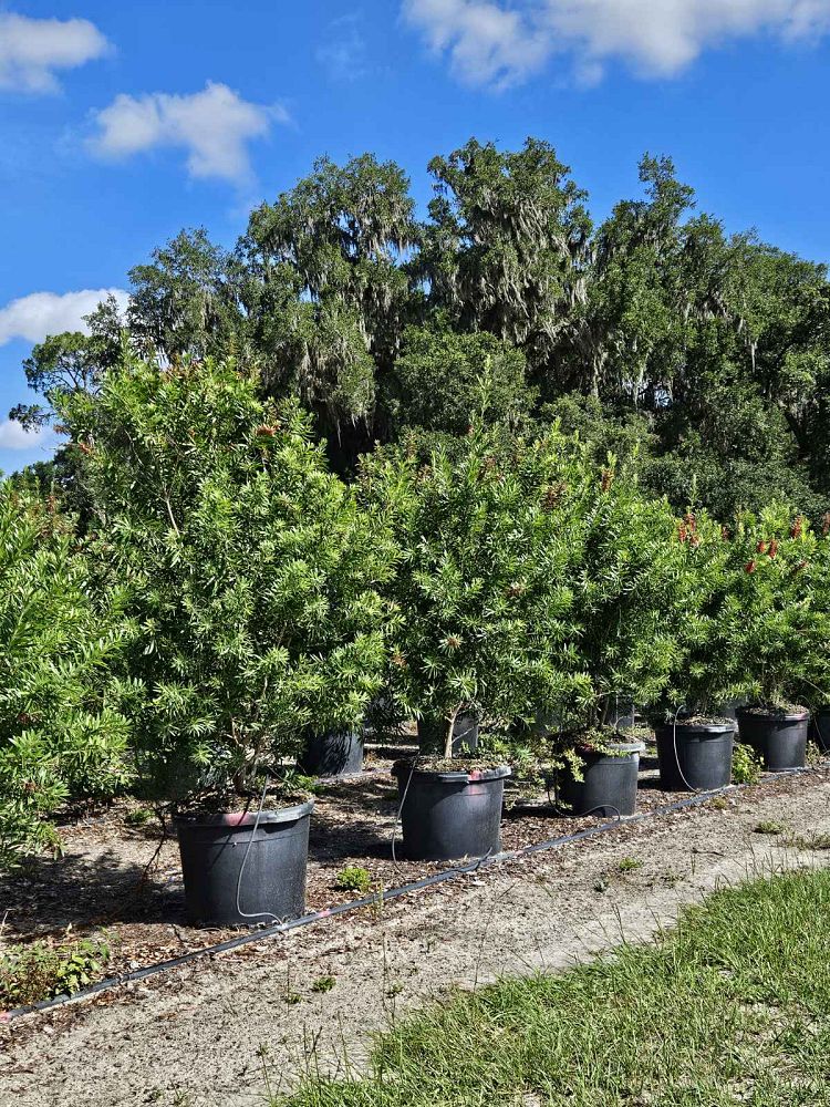 Bent Oak Tree Farm | plantANT.com