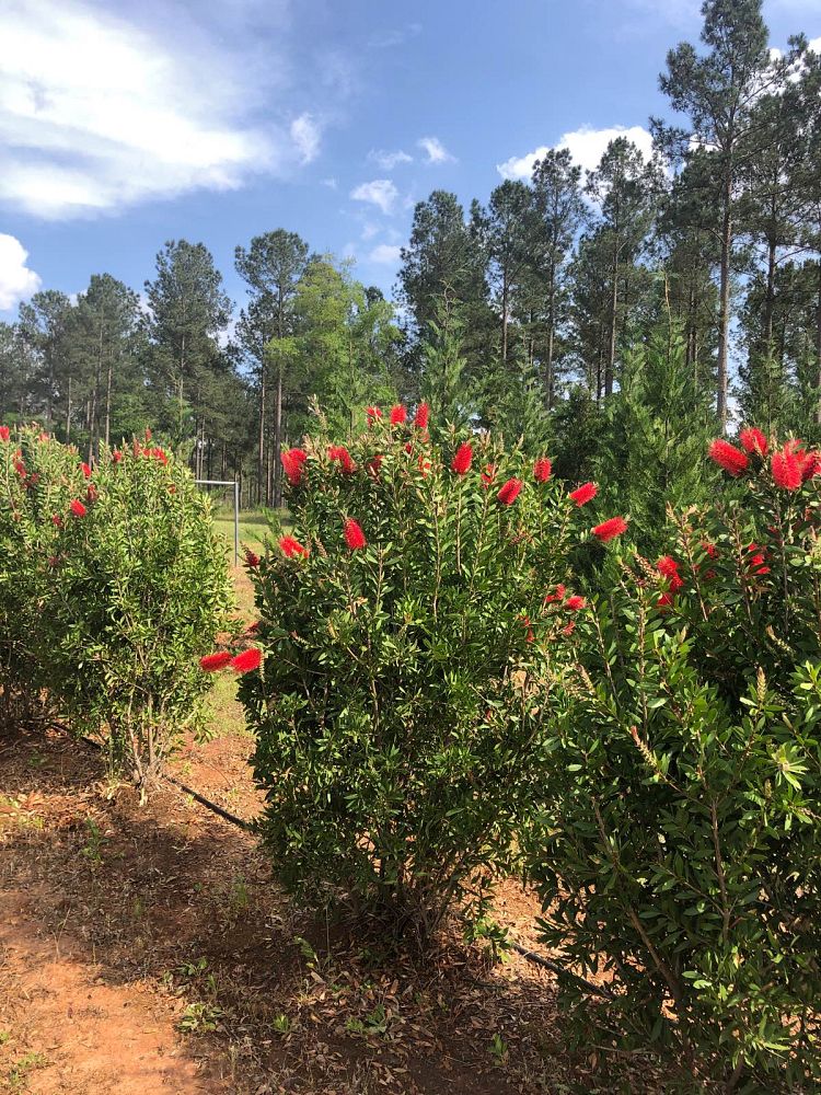 Gallery – Brantley Farms