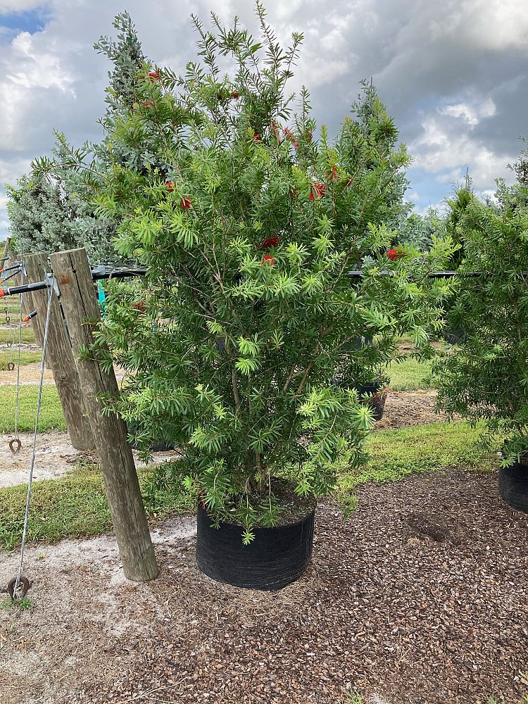 Snapper Creek Nursery | plantANT.com