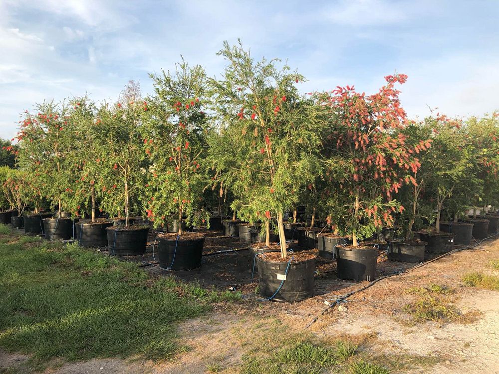 King's Nursery LLC | plantANT.com