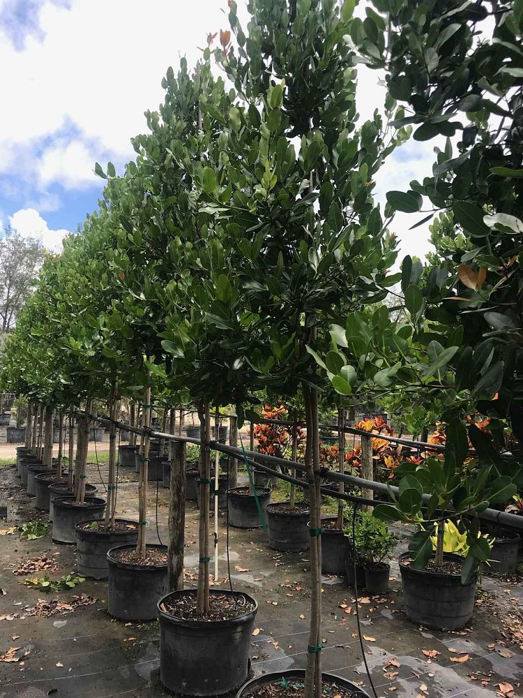 Aquatic Landscaping Design, Inc. | plantANT.com