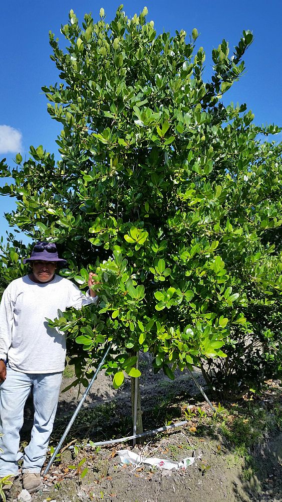 Everett Acres Inc. | plantANT.com