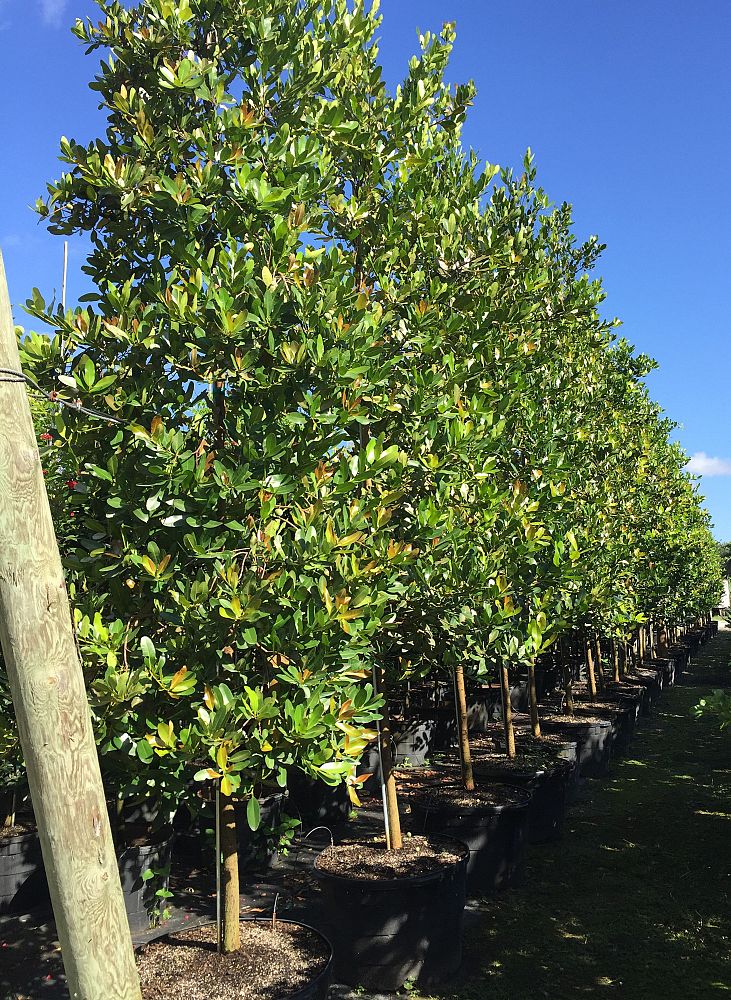 DisTREEbutors Farm, Inc. | plantANT.com