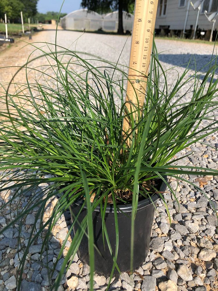 Gallery - Forest Hill Plant Ceaux