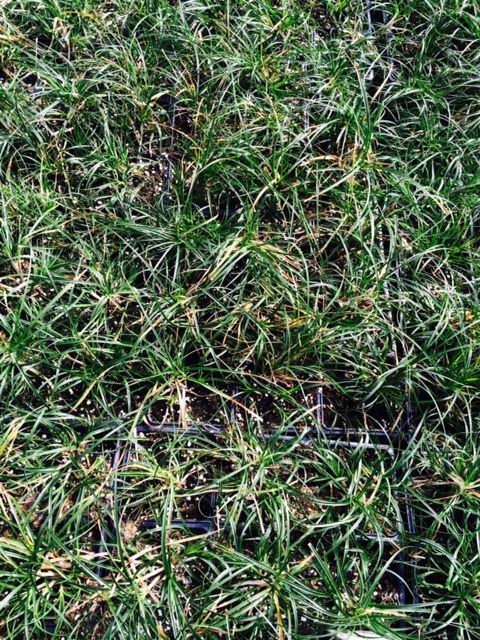 Joss Growers | plantANT.com