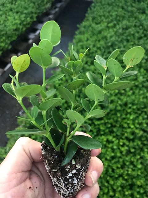 MAAK Propagation & Research | plantANT.com