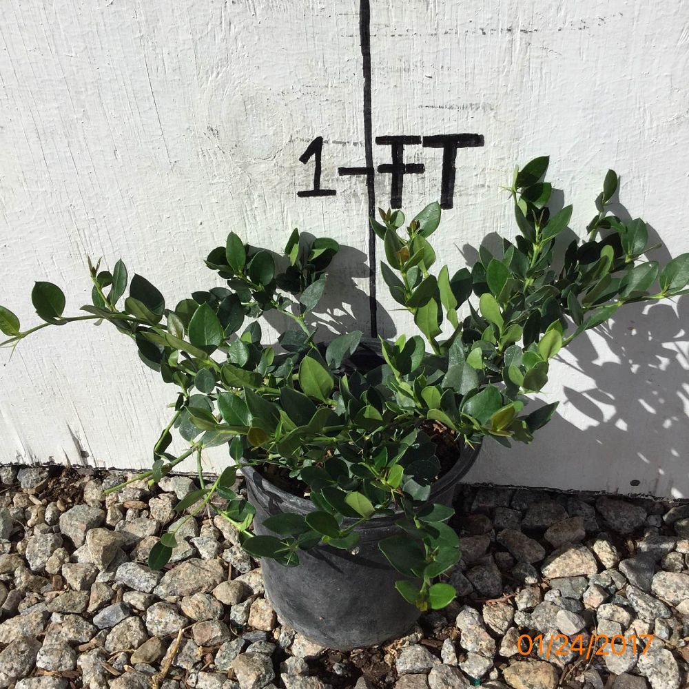 V&B Nursery Inc. | plantANT.com