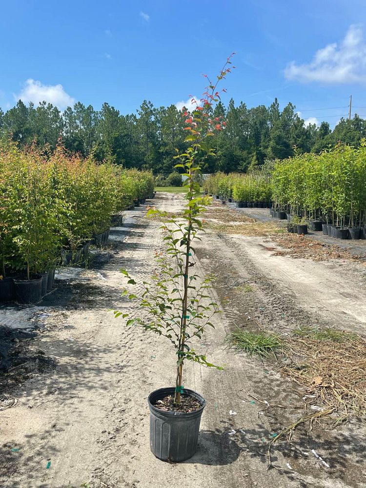 Superior Trees | plantANT.com