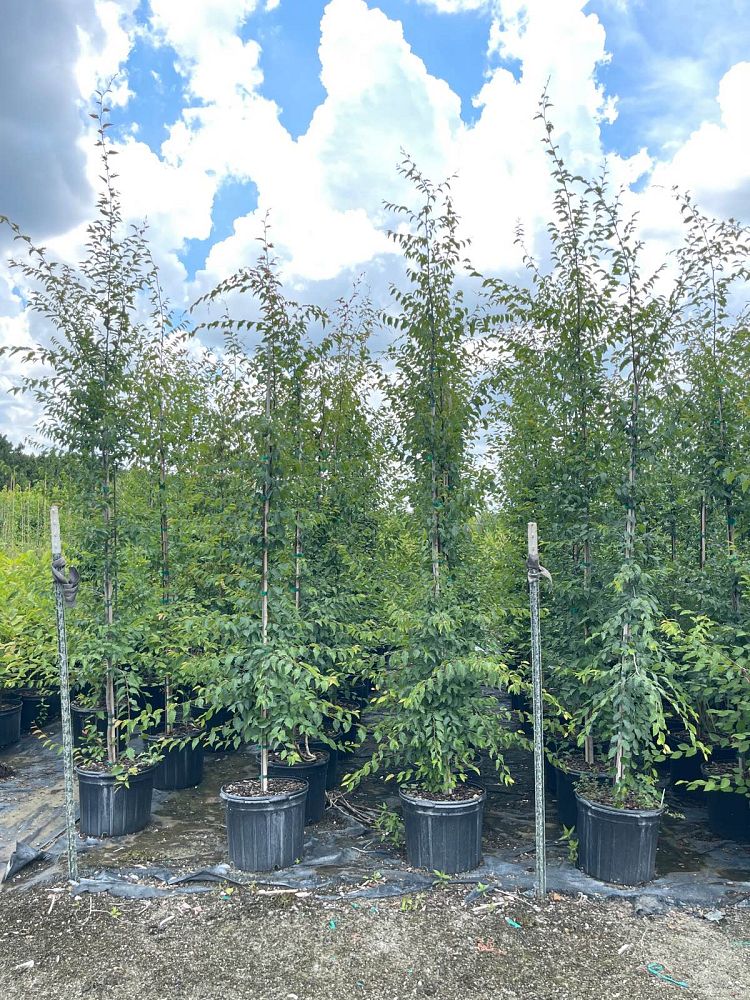 Superior Trees | plantANT.com