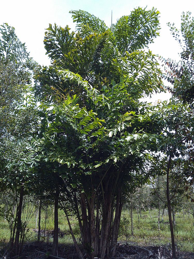 Caryota mitis, Fishtail Palm