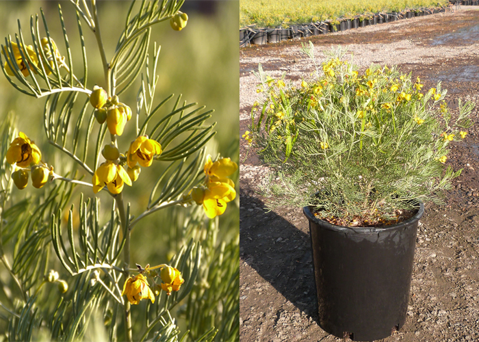 V&B Nursery Inc. | plantANT.com