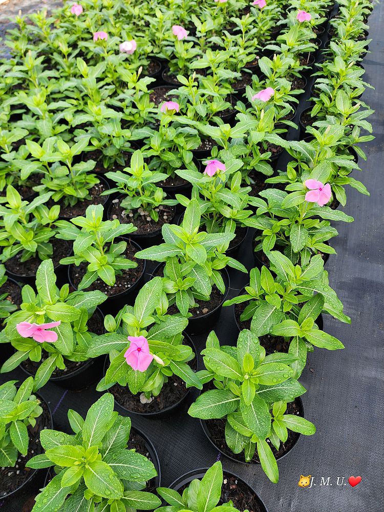 Fernando Melo Farms LLC | plantANT.com