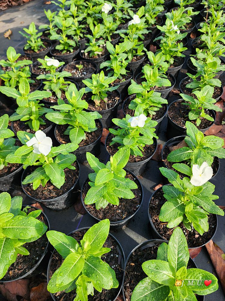 Fernando Melo Farms LLC | plantANT.com