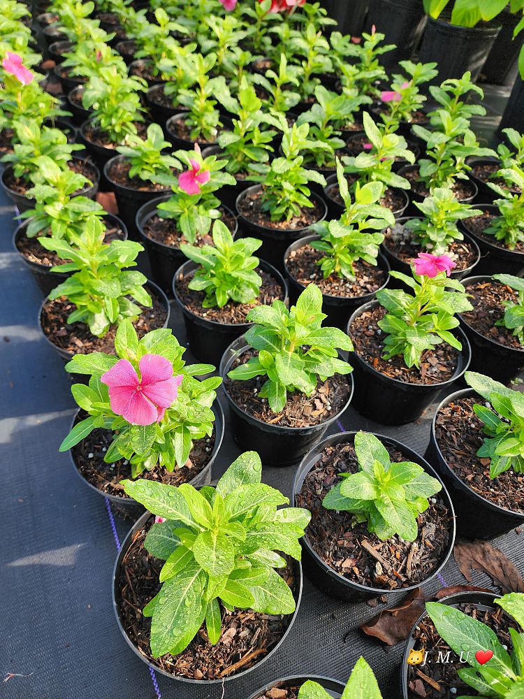 Fernando Melo Farms LLC | plantANT.com