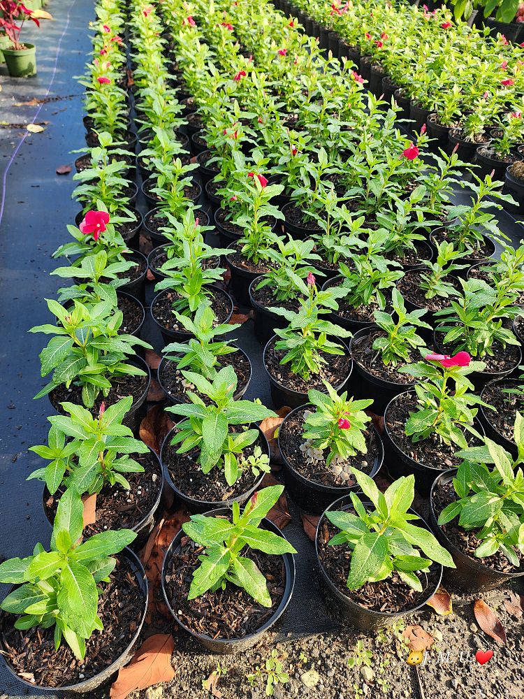 Fernando Melo Farms LLC | plantANT.com