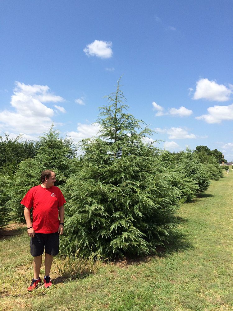 Big Red Tree Farms | plantANT.com