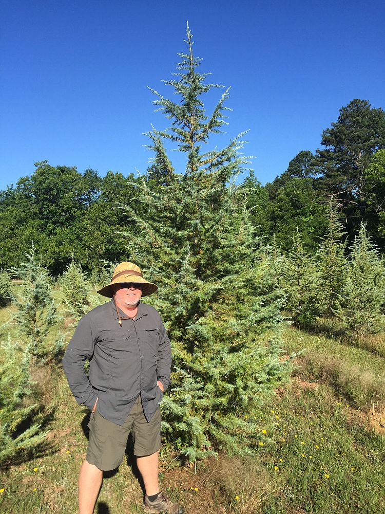Pattillo Tree Farm, LLC | plantANT.com