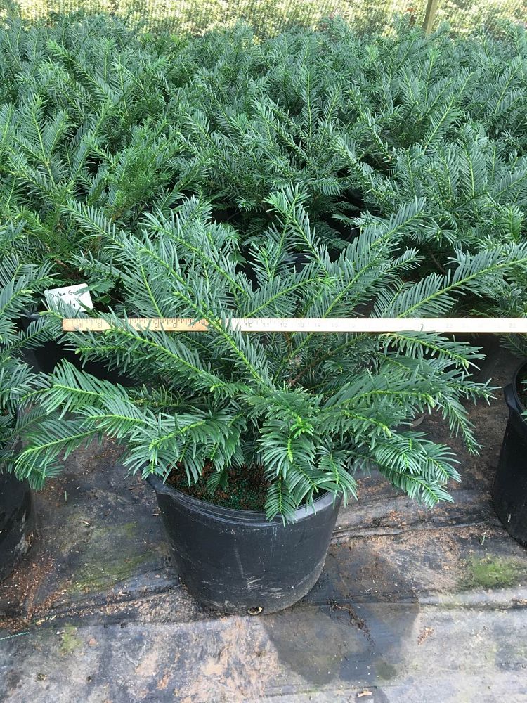 Big Branch Nursery | plantANT.com
