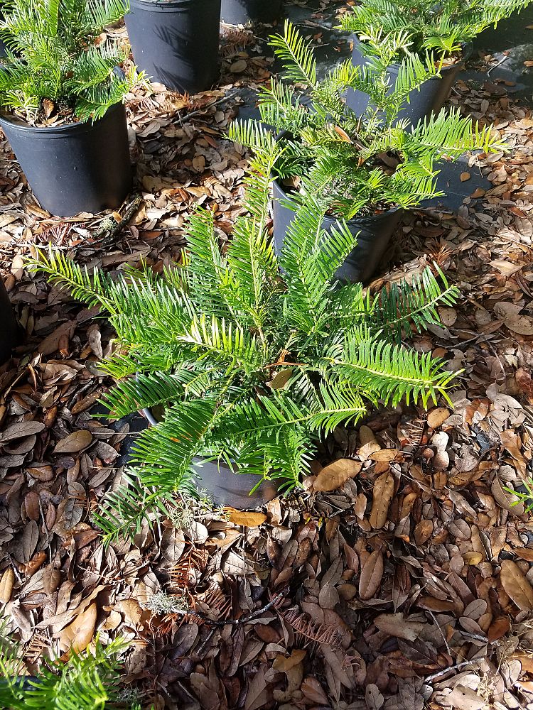 Williams Plant Nursery | plantANT.com