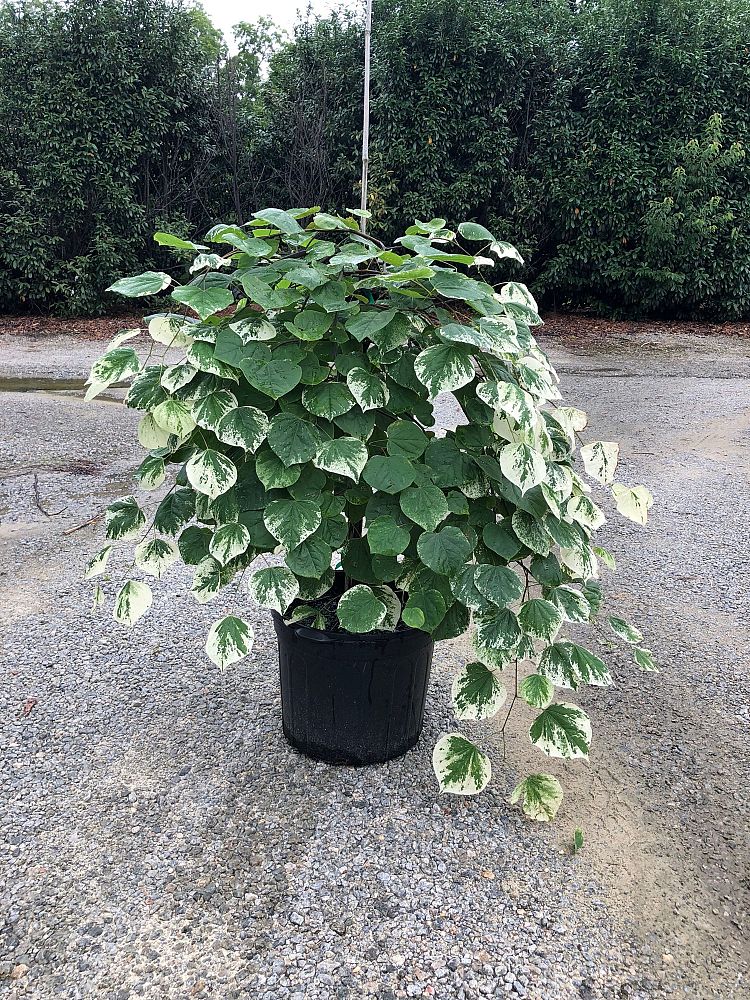 Panther Creek Nursery | plantANT.com