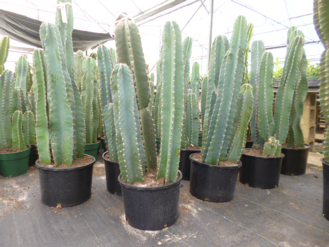 Florida Cactus, Inc. | plantANT.com