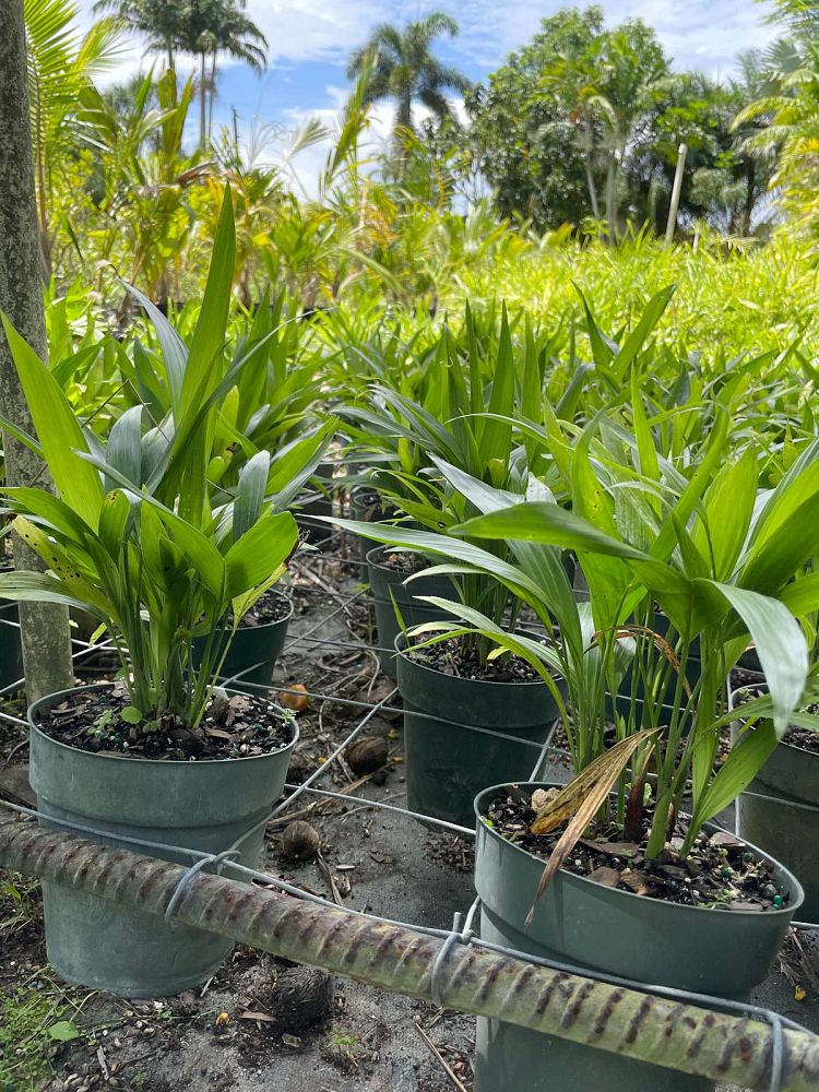 Gallery – Redland Nursery – Wholesale Nursery Homestead