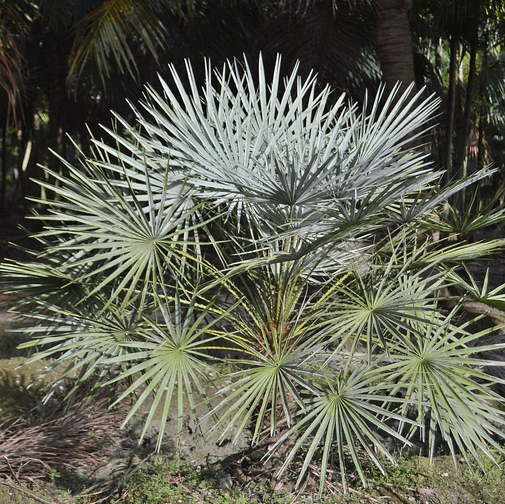 Chamaerops humilis cerifera, European Fan Palm 'Silver', Mediterranean ...
