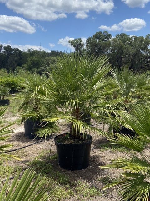 Ocala Tree Farm | plantANT.com