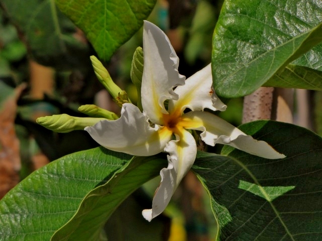 Chonemorpha fragrans, Climbing Frangipani Vine