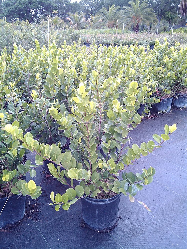 True Horizontal. 300 avail