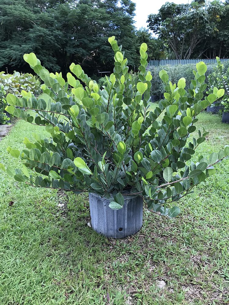 Smarty Plants Nursery LLC | plantANT.com