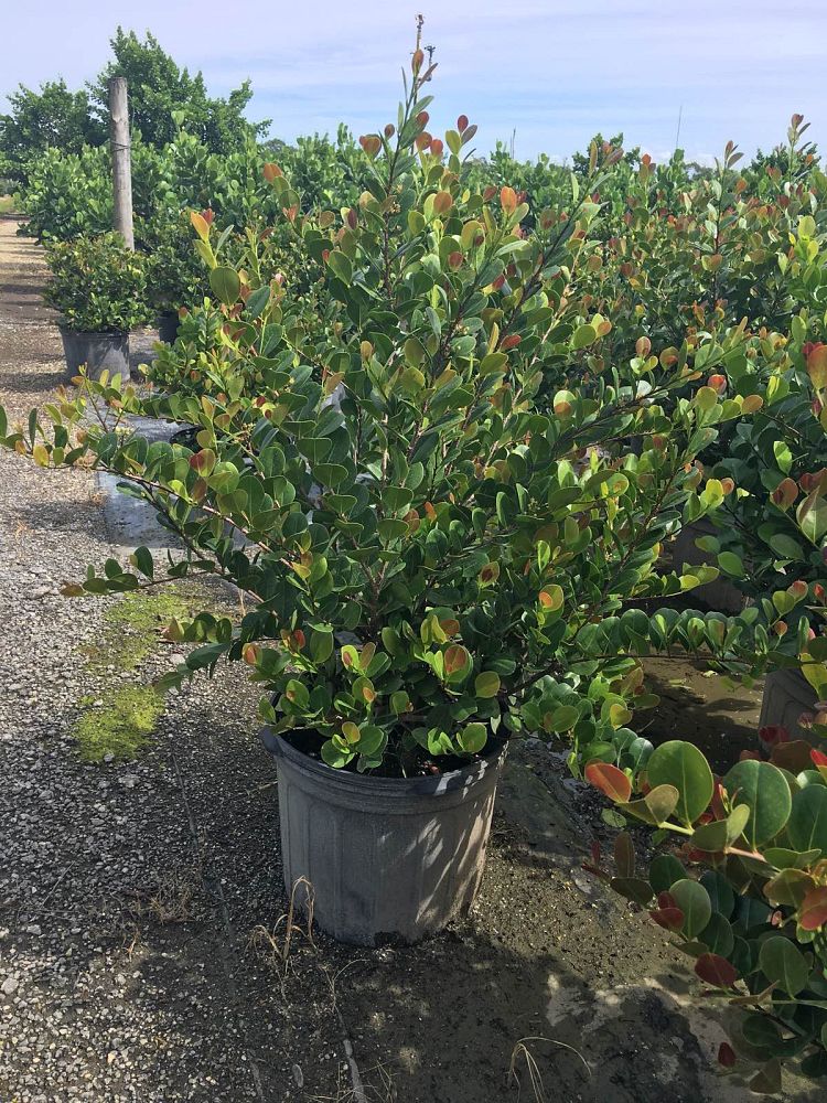 Chrysobalanus icaco 'Red Tip', Cocoplum