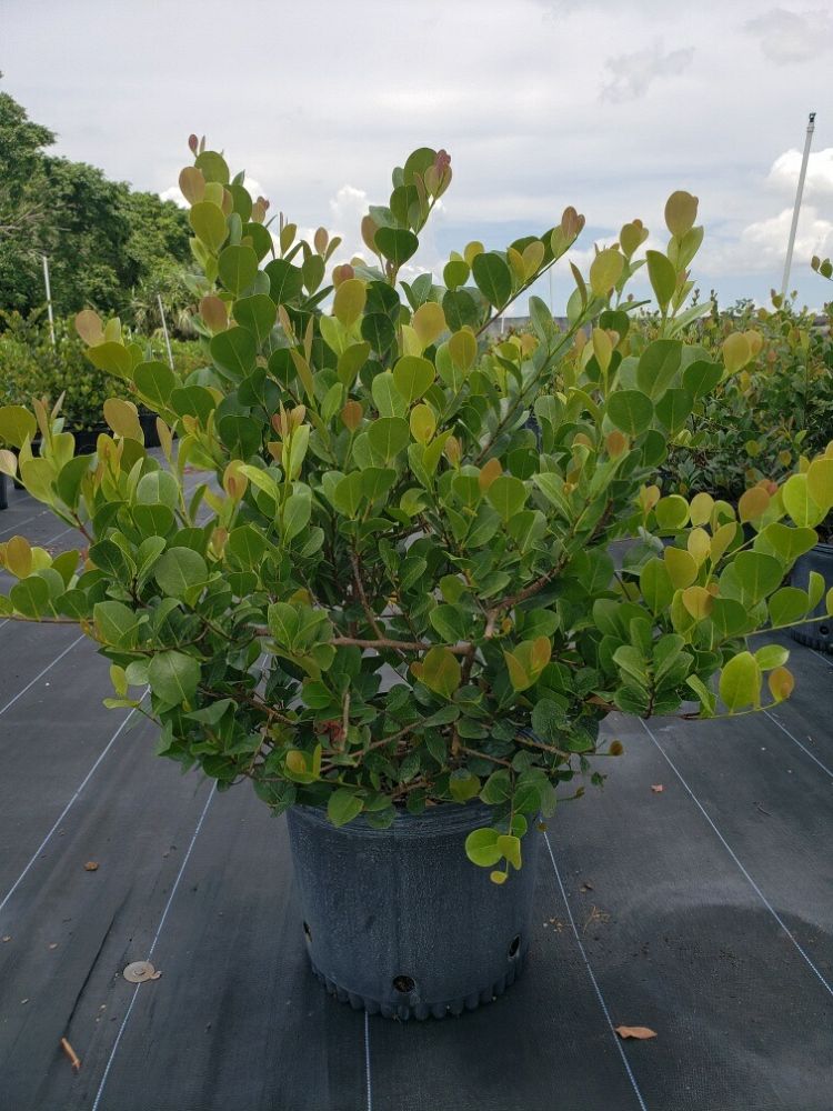 Alvarez & Sons Plant Services | plantANT.com