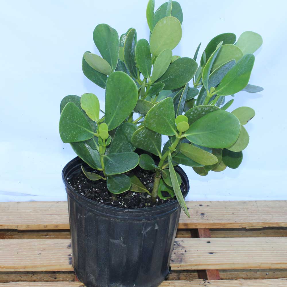 Clusia guttifera, Small Leaf Clusia