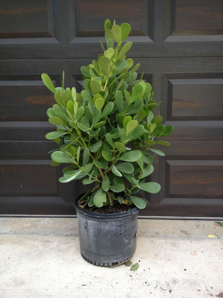 Advanced Botanicals, Inc. | plantANT.com