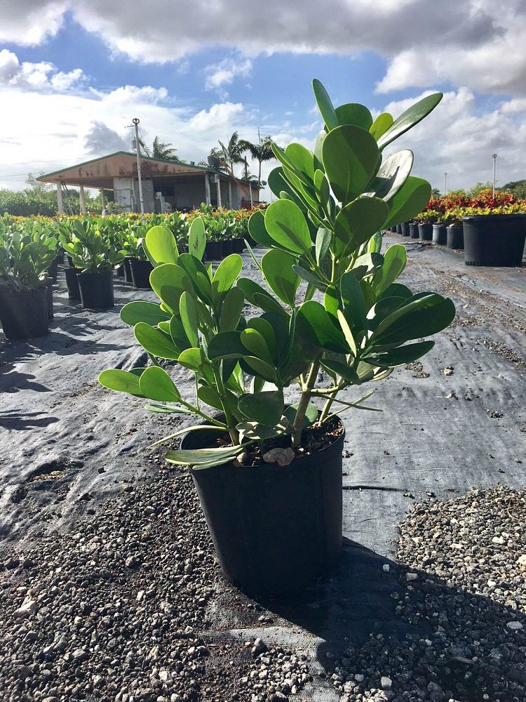 3000 AVAILABLE, Bush