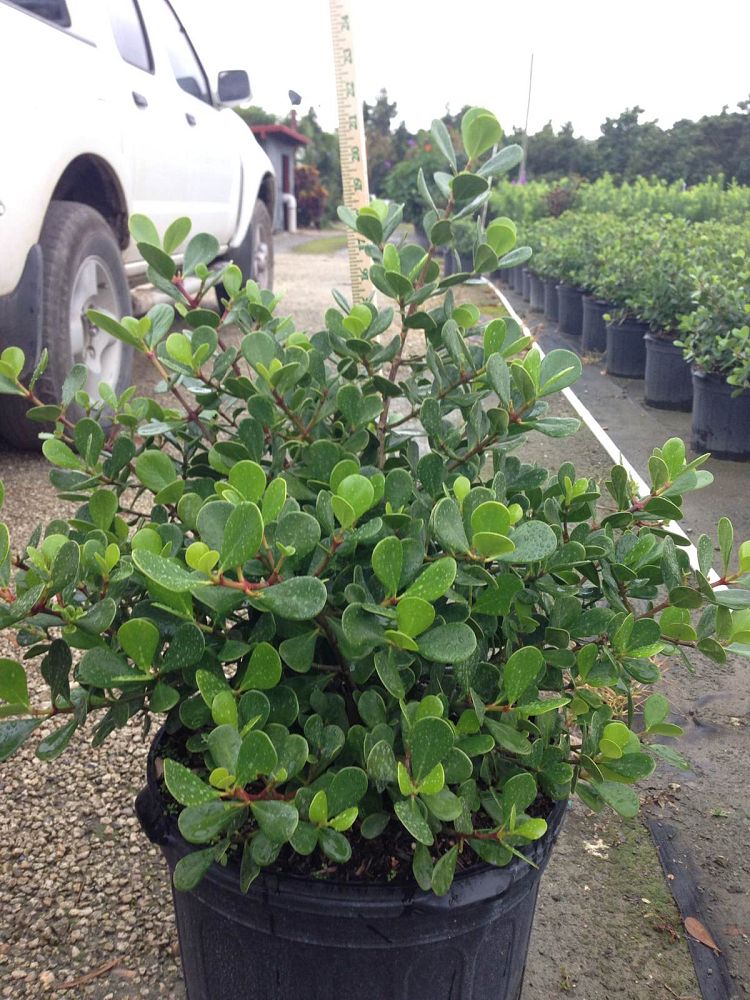 Clusia rosea 'Nana', Dwarf Pitch Apple