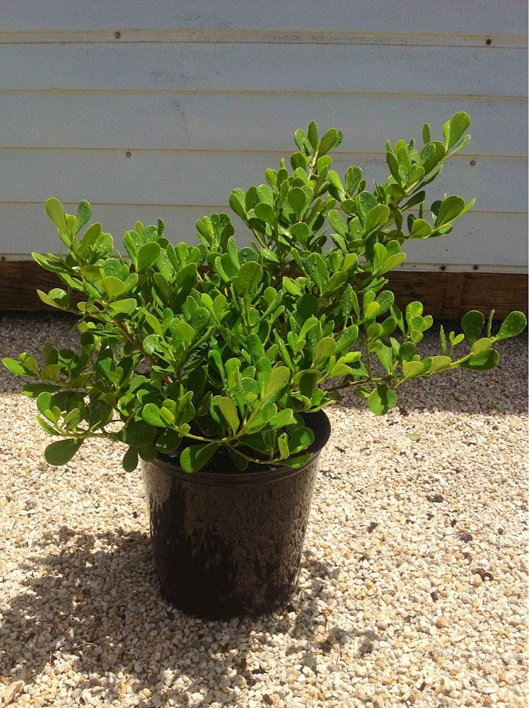 25G / 21" 8ft, Bush, Full / Low Branched, Grade #1