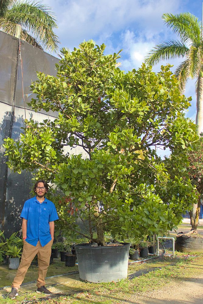 Signature Trees & Palms, Inc. | plantANT.com