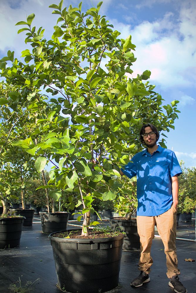 Signature Trees & Palms, Inc. | plantANT.com