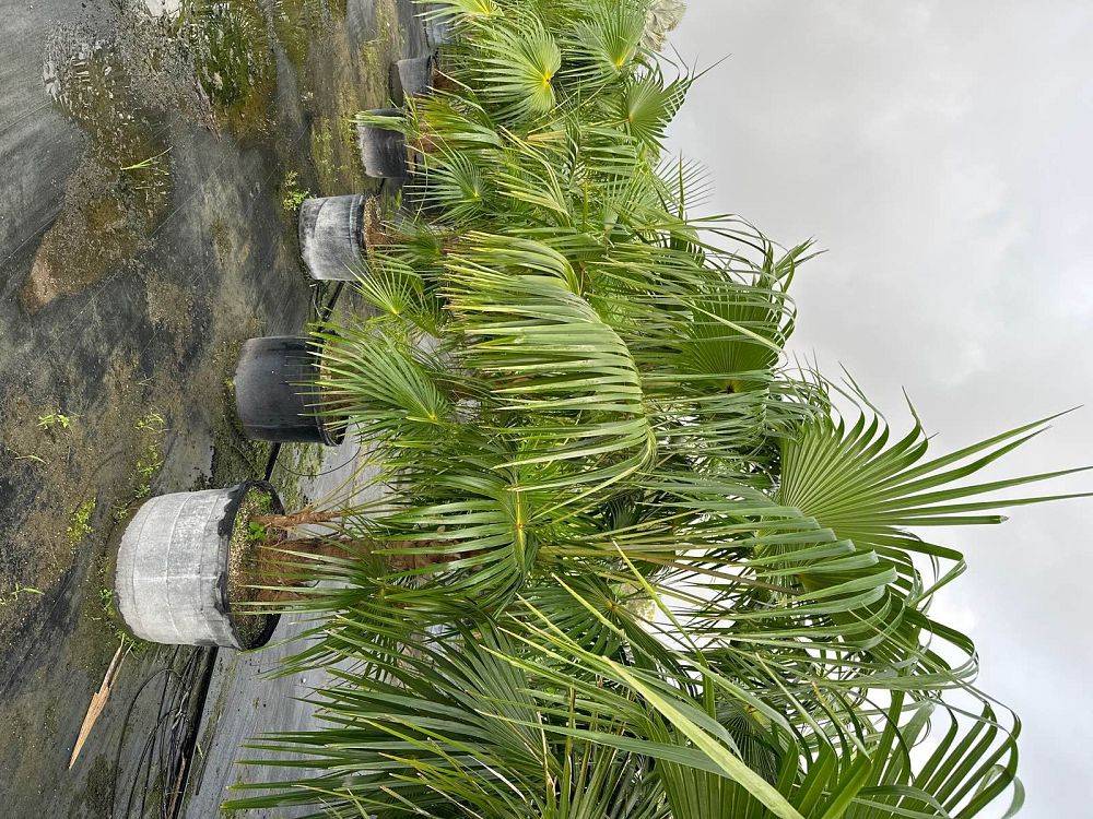 D'Asign Source Botanicals | plantANT.com