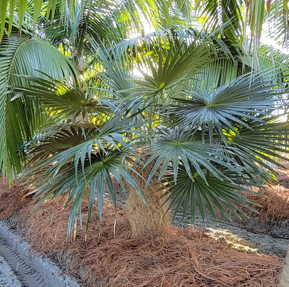 Botanics Wholesale, Inc. | plantANT.com