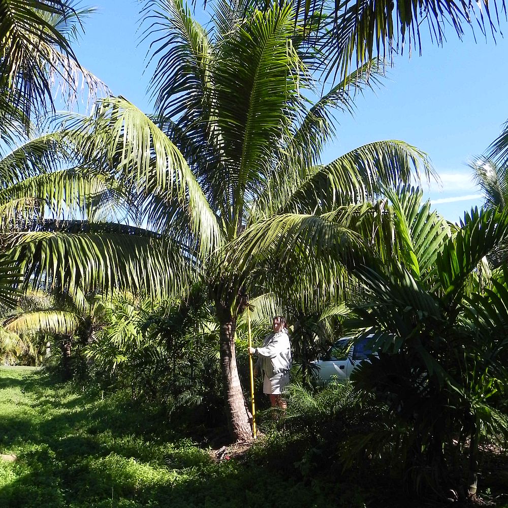 Field Grown Balled and Burlapped, Florida Fancy, Single, 6-10ft GW